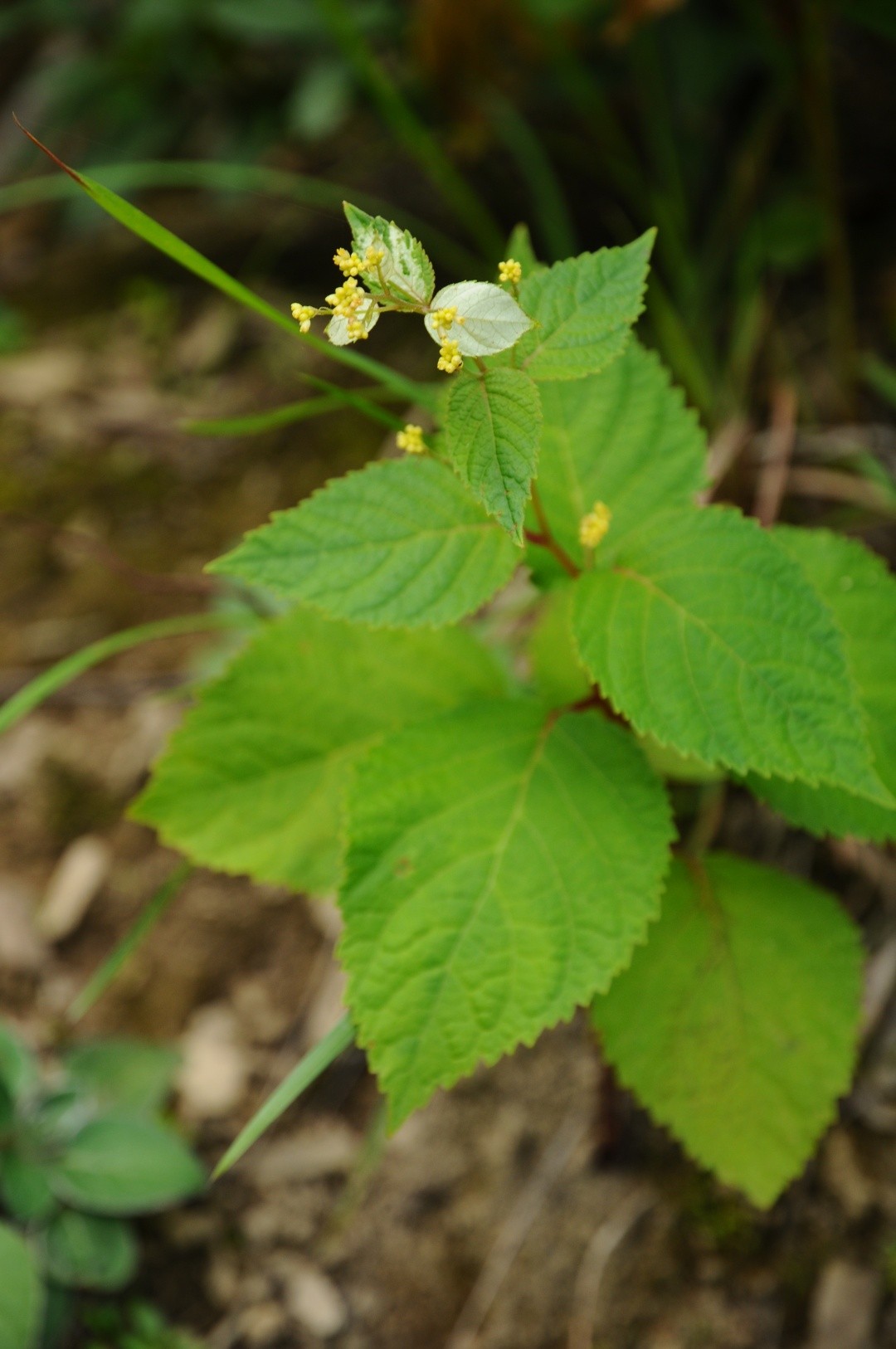 Dobinea delavayi - PictureThis