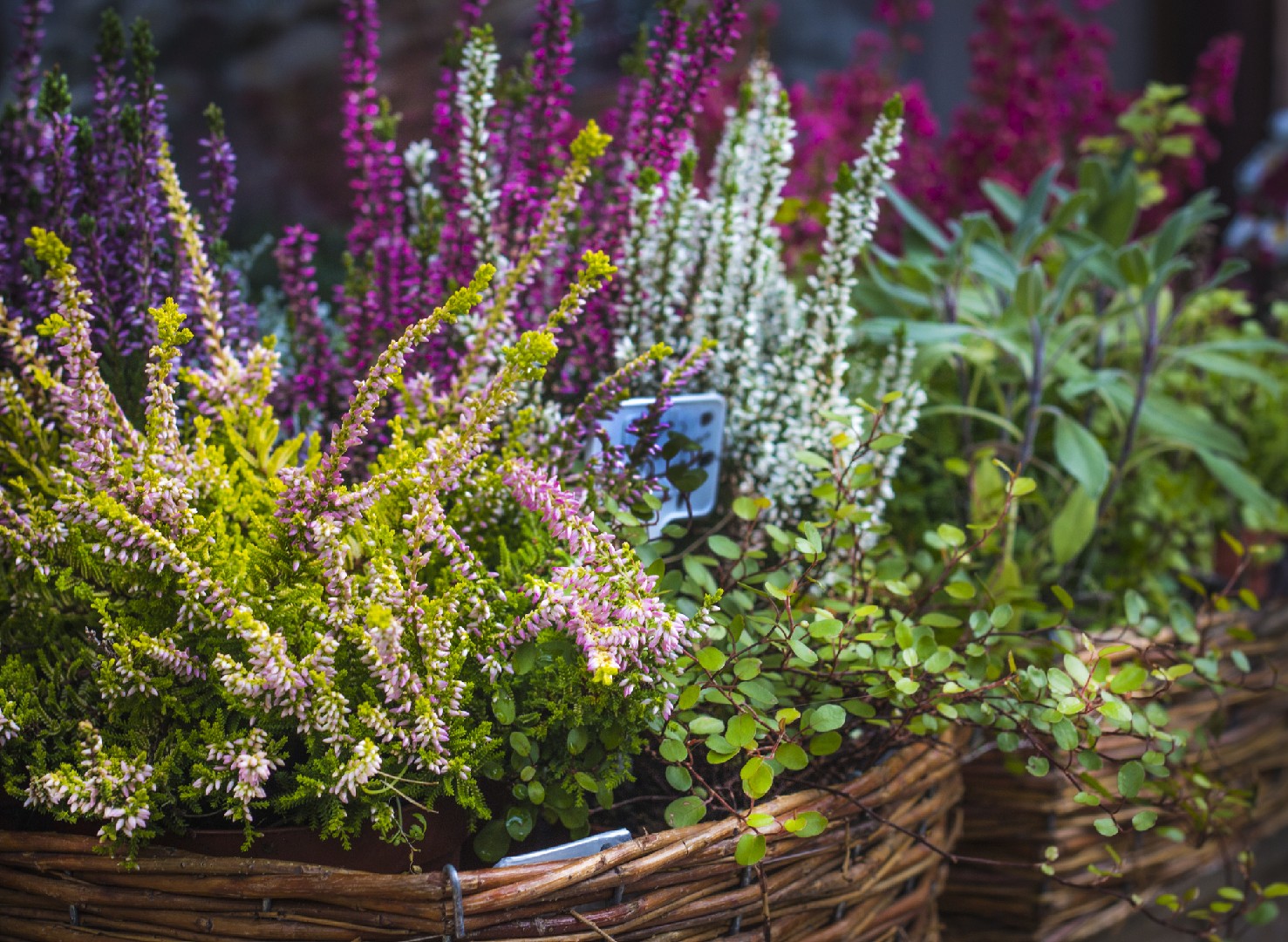 Refresh Container Gardens with Seasonal Plants