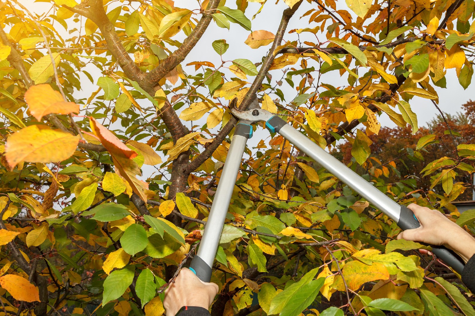 Prune Deciduous Trees and Shrubs during Dormancy