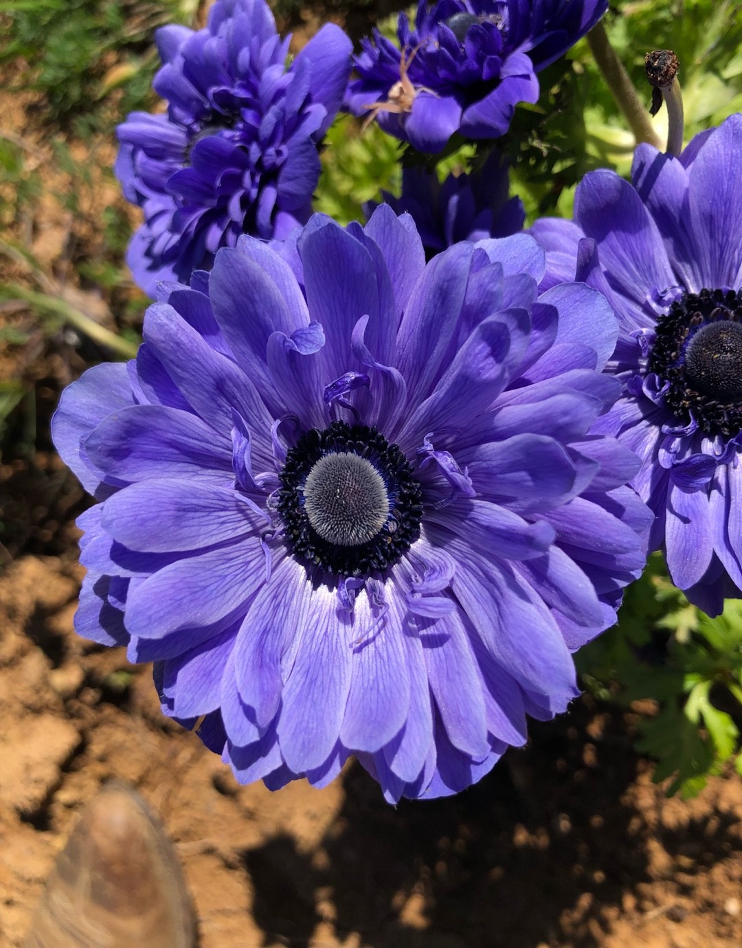 Anemone coronaria 'Lord Lieutenant' (Anemone coronaria 'Lord Lieutenant ...