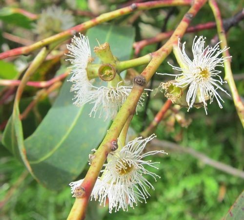 Shining gum (Eucalyptus nitens) Flower, Leaf, Uses - PictureThis