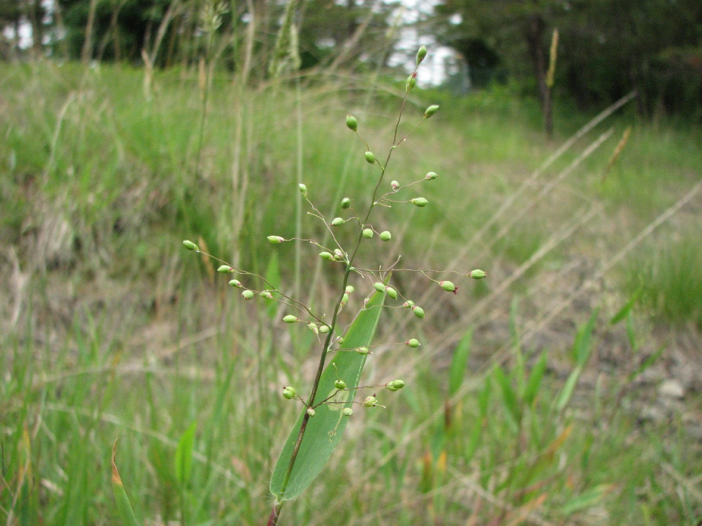 Panicum oligosanthes - PictureThis