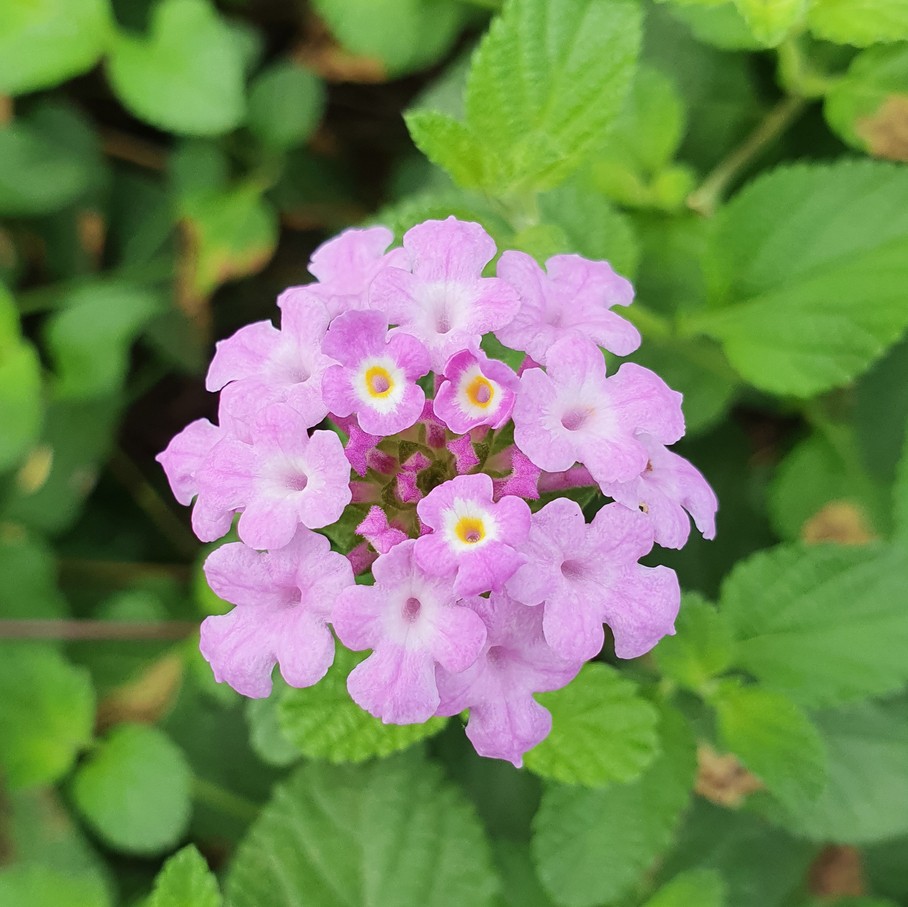 Lantana-rasteira Cuidados (Como Cuidar, Doenças, Podar) - PictureThis