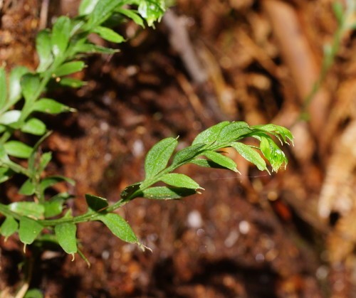 Tmesipteris obliqua - PictureThis