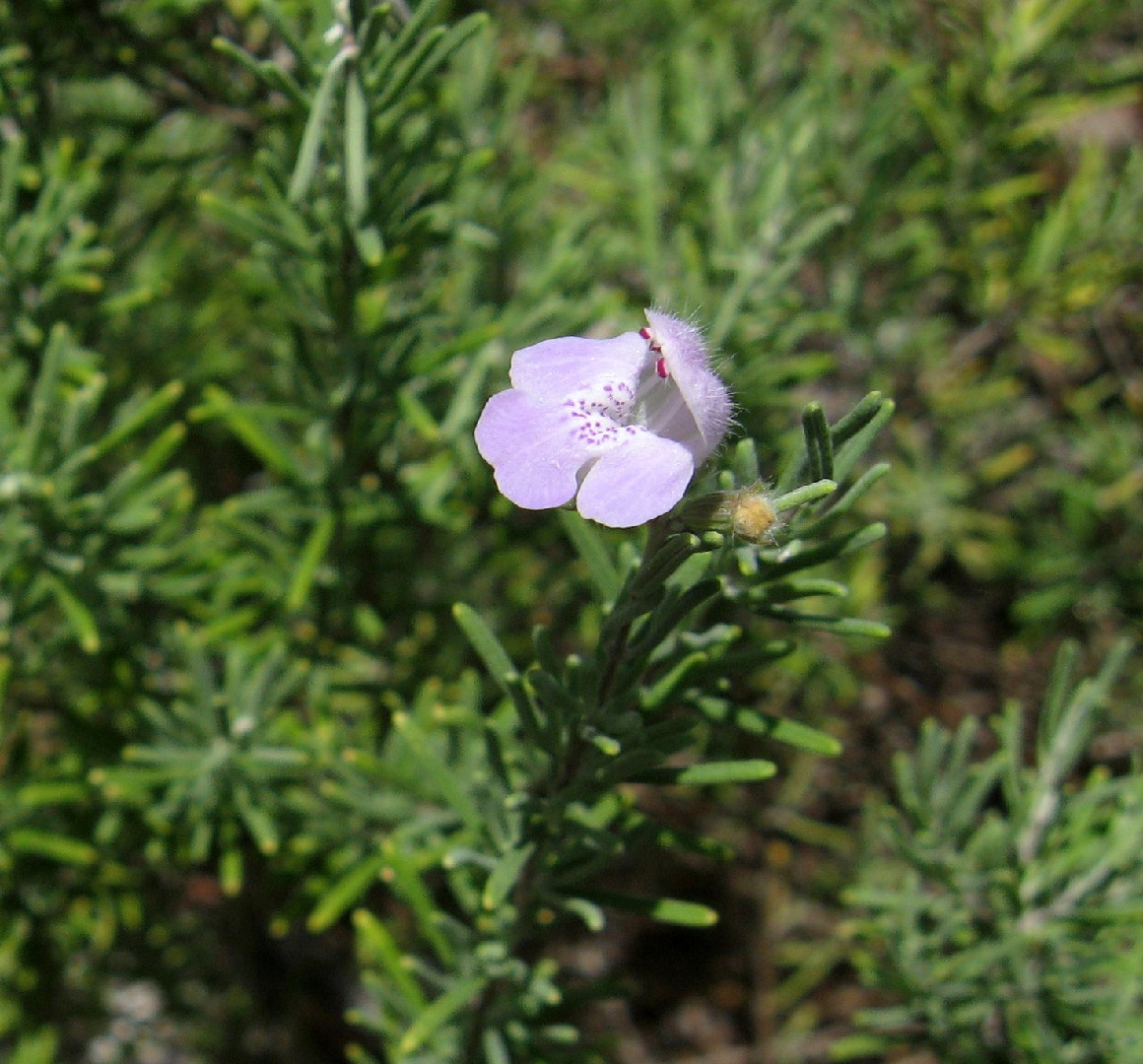 Conradina canescens - PictureThis