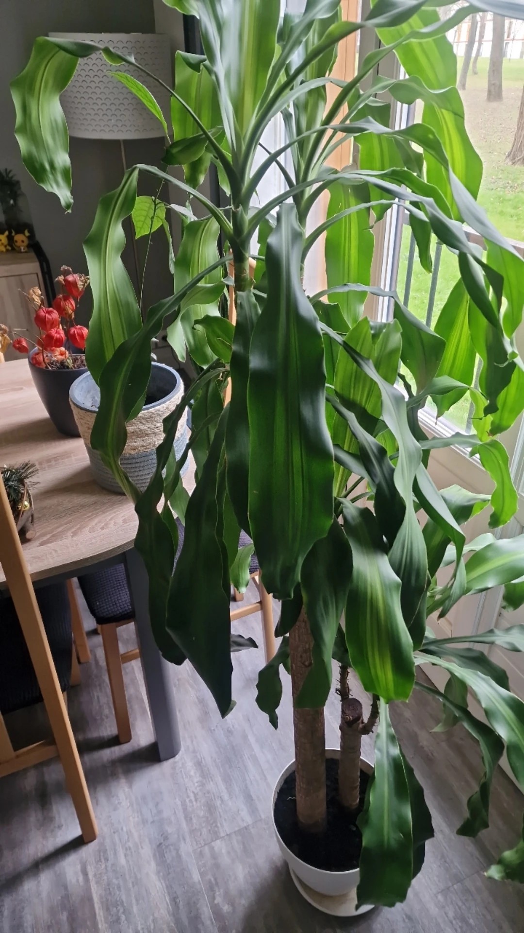 How to Treat Wilting Disease on Corn plant?