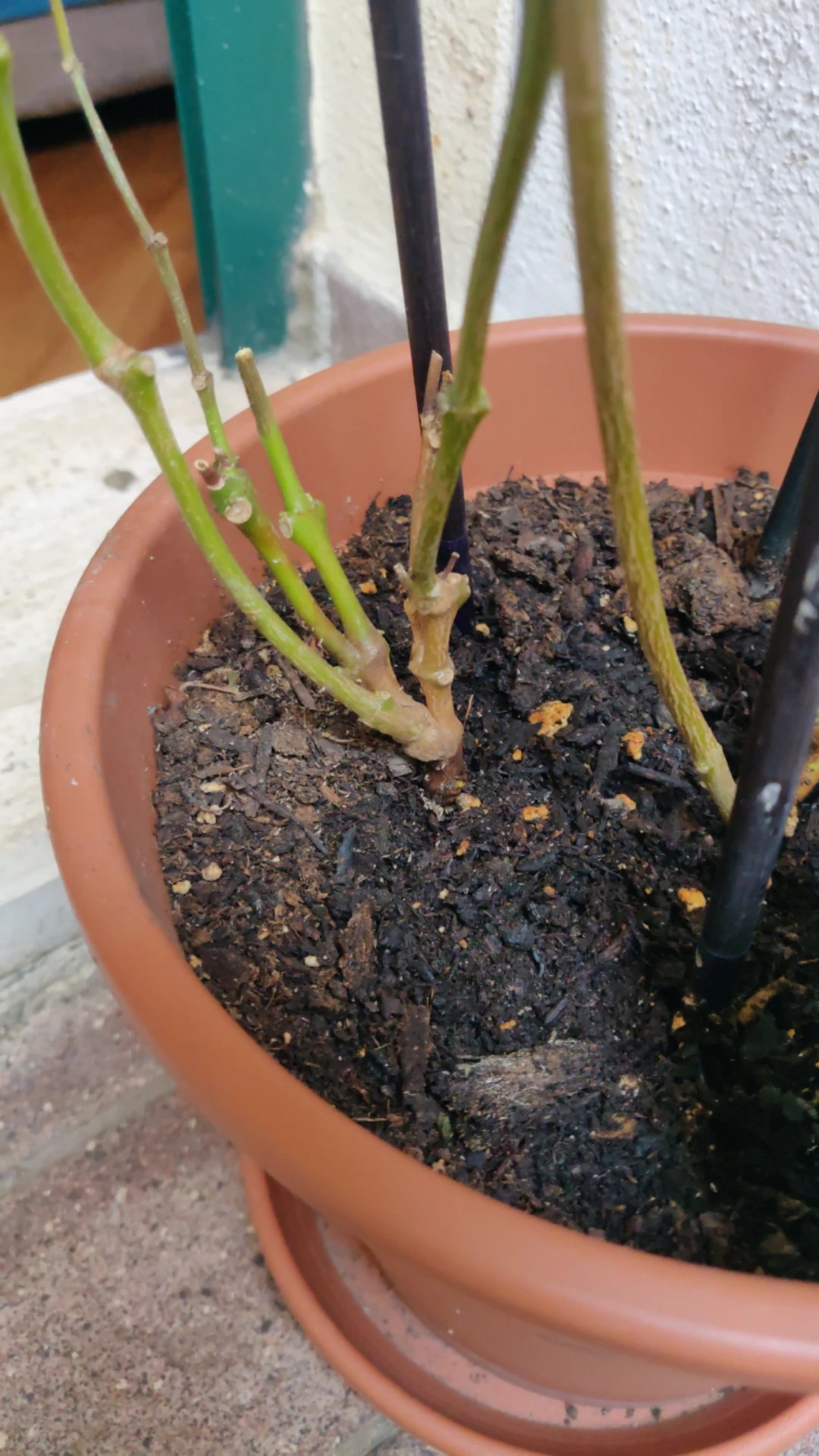 How to Treat Leaf rot Disease on Brazilian jasmine?