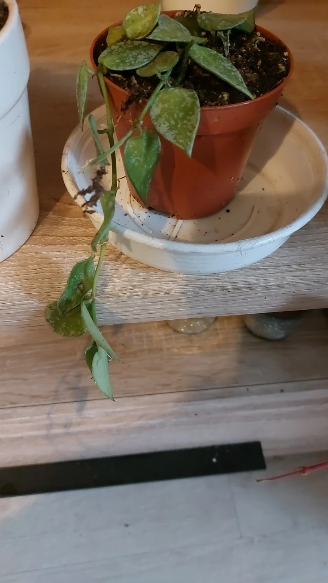 How to Treat Wilting Disease on Satin pothos?