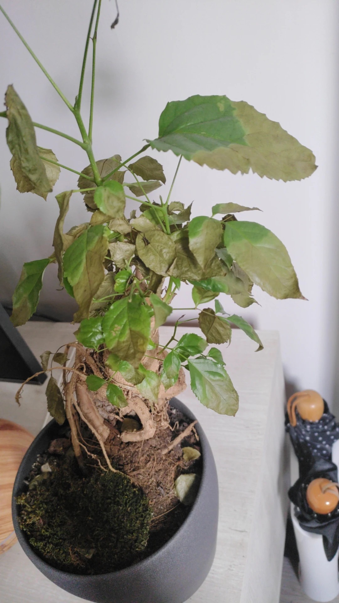 How to Treat Leaf rot Disease on Emerald tree?