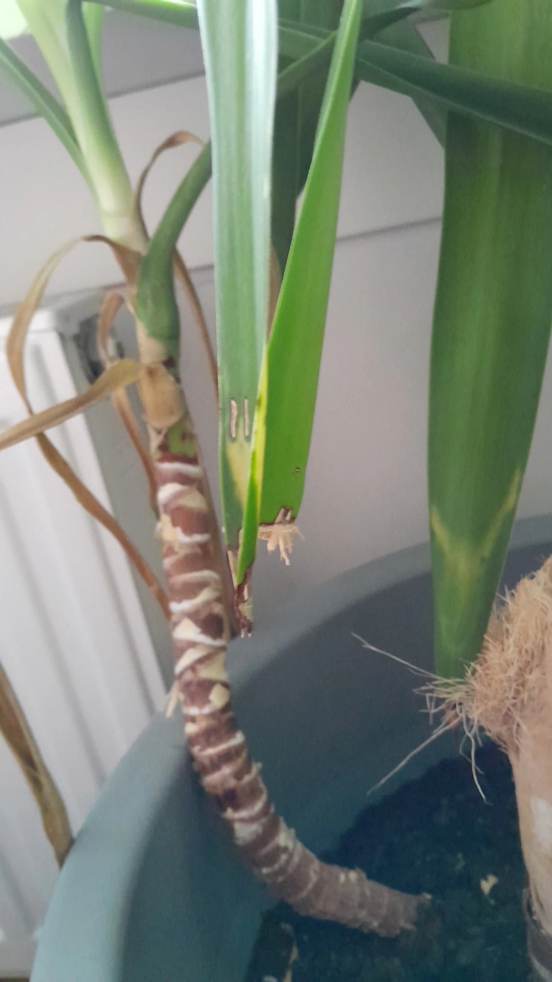 How to Treat Wilting Disease on Spineless yucca?