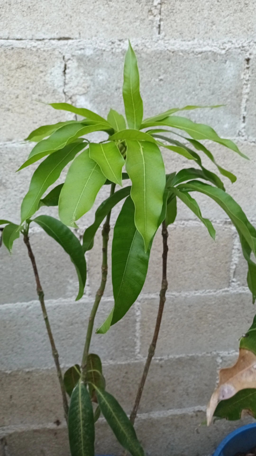 How to Treat Leaf blight Disease on Mango tree?
