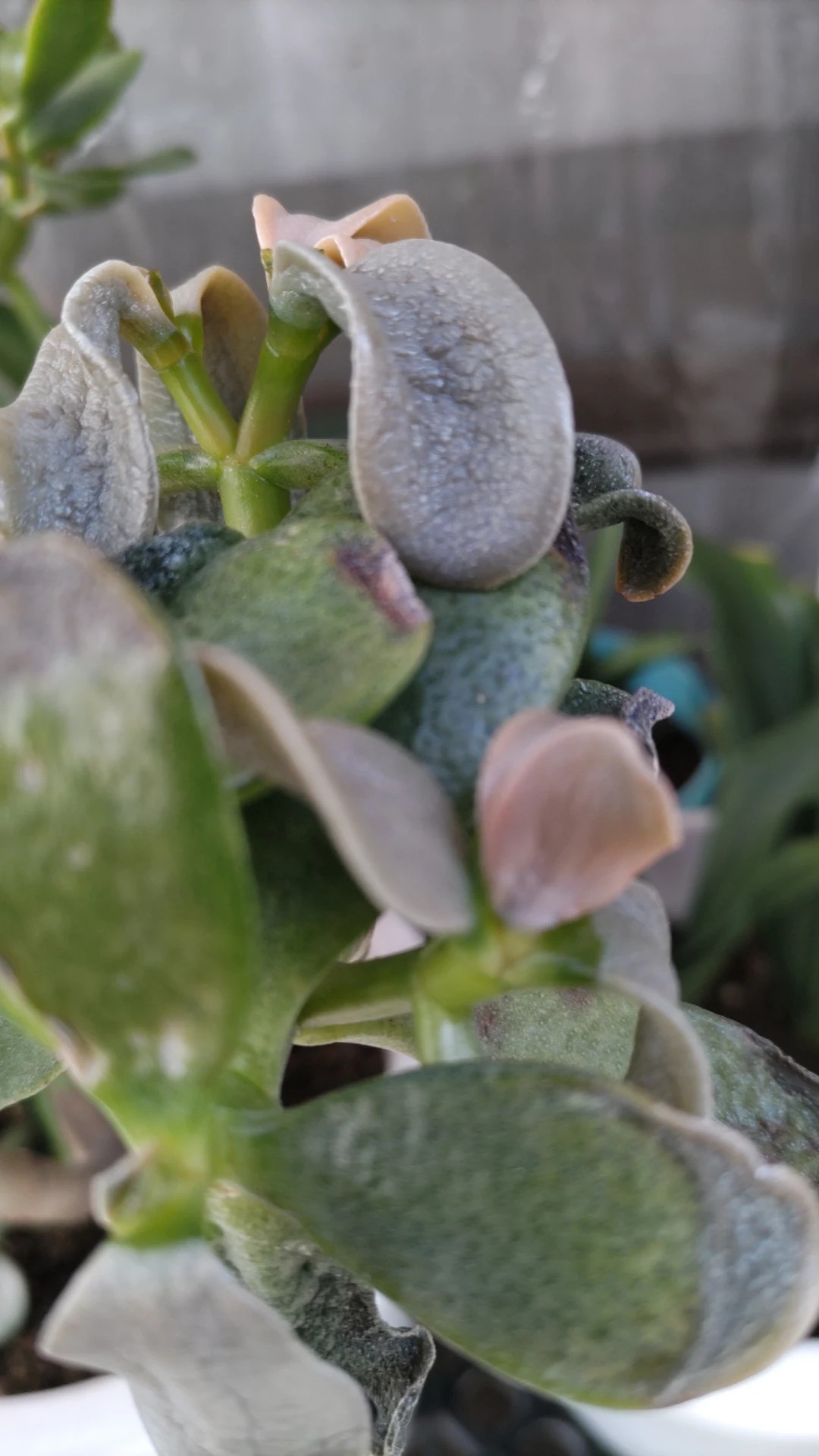Enfermedades De Las Hojas De La Planta De Jade Cómo Potenciar El