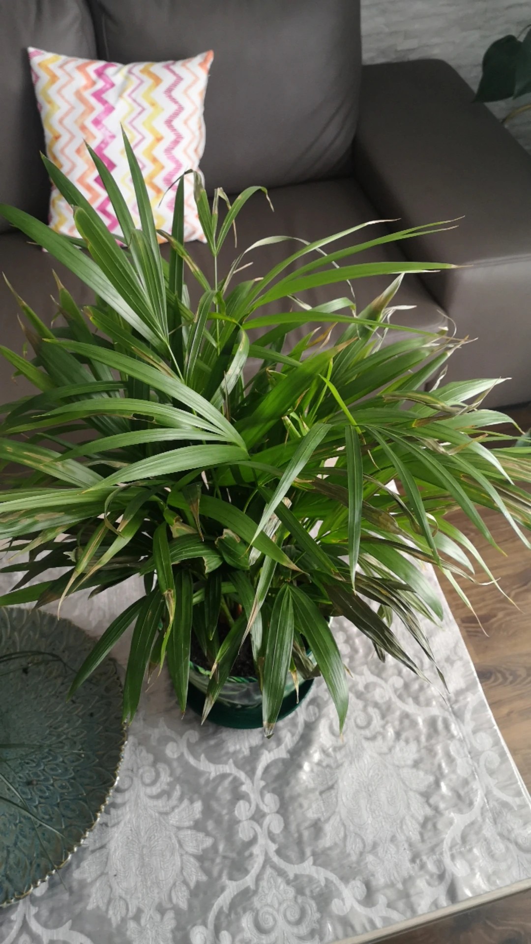 How to Treat Brown blotch yellow edge Disease on Yellow butterfly palm?