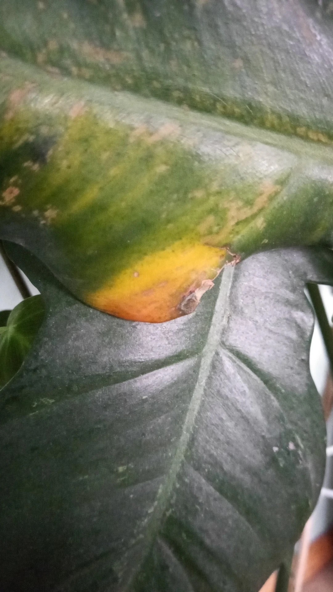 How to Treat Brown blotch yellow edge Disease on Swiss cheese plant?