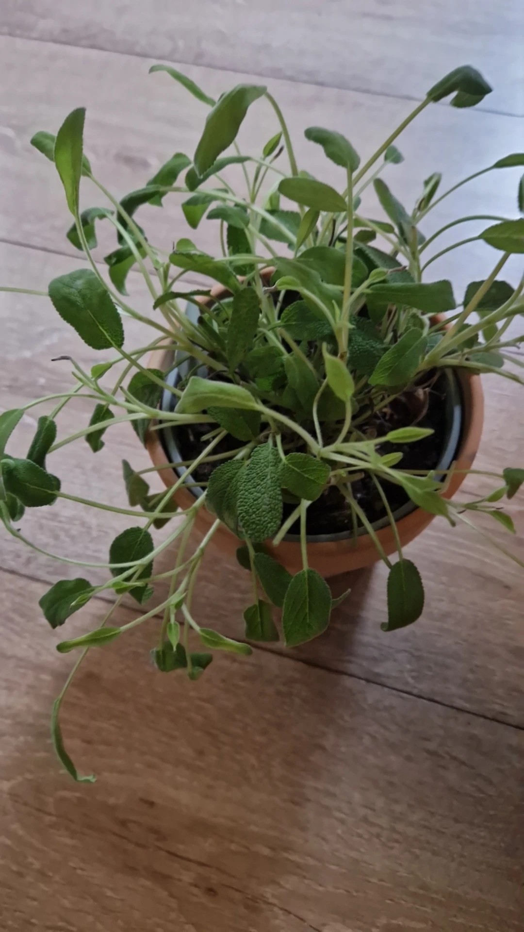 How to Treat Wilting Disease on Common sage?