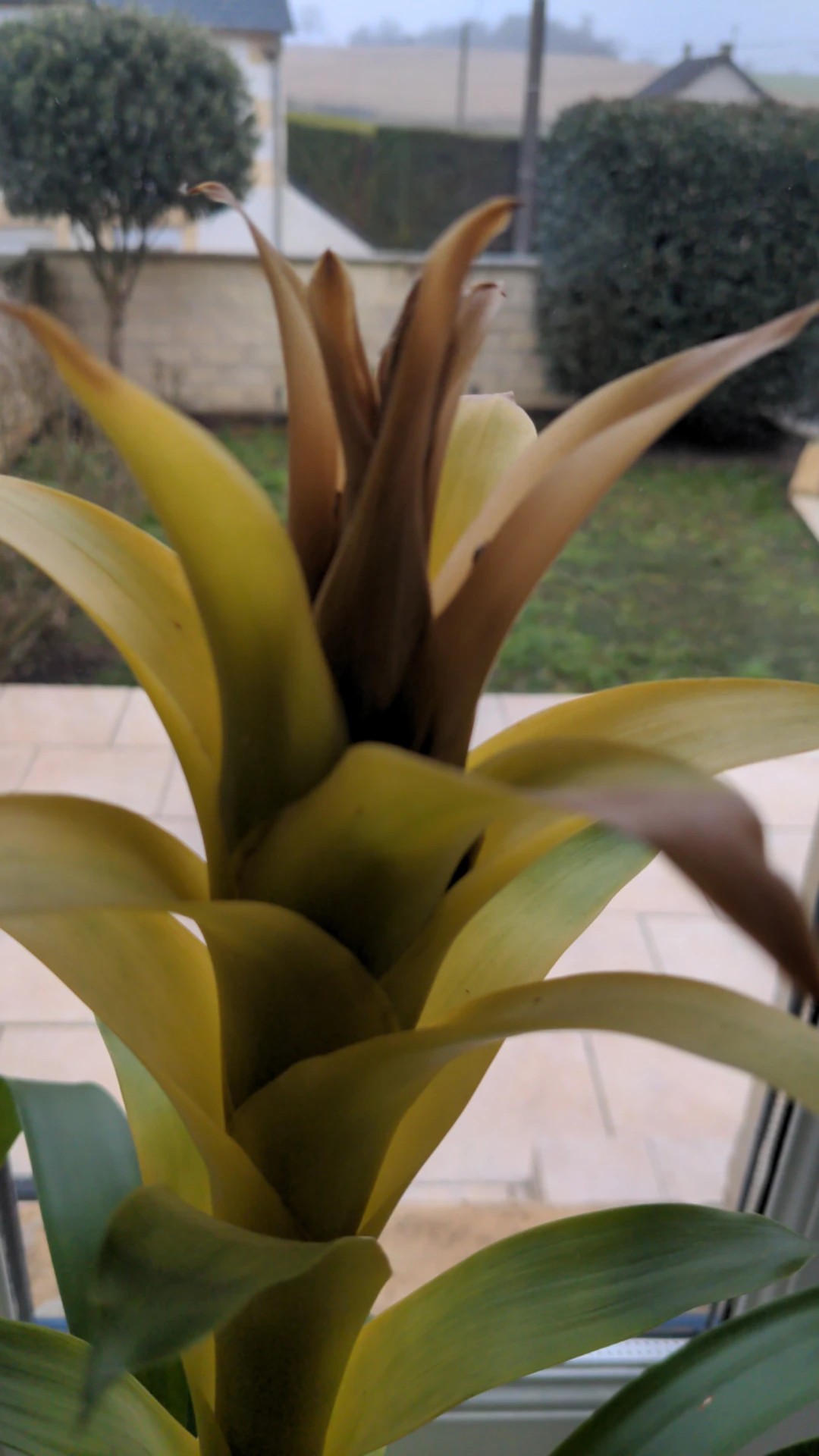 How to Treat Leaf blight Disease on Scarlet-star?