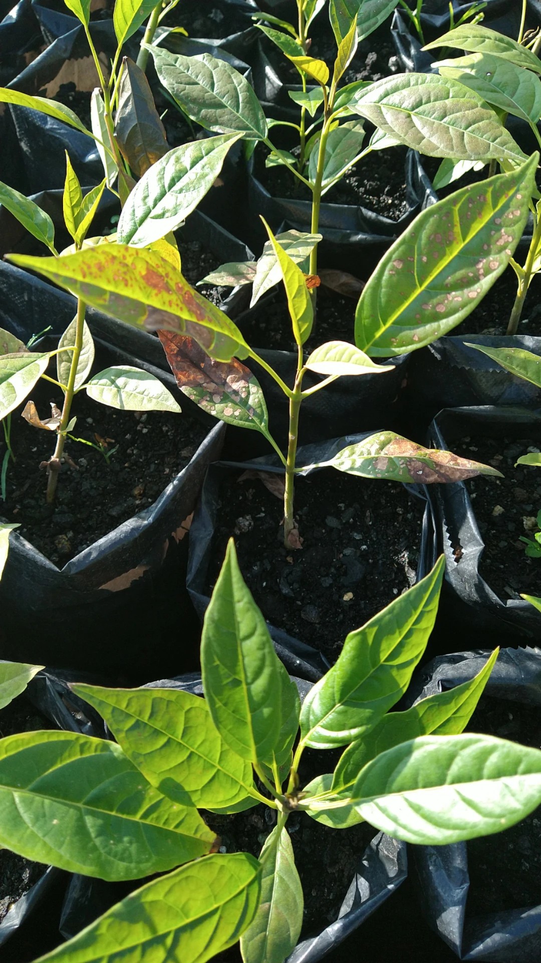 How to Treat Brown blotch Disease on Avocado?