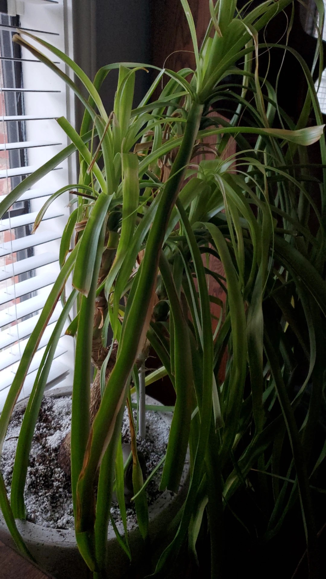 How to Treat Leaf rot Disease on Ponytail palm?