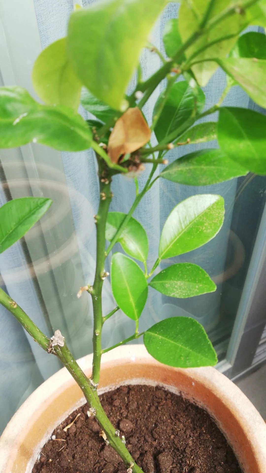 Mandarine (Citrus reticulata) - PictureThis