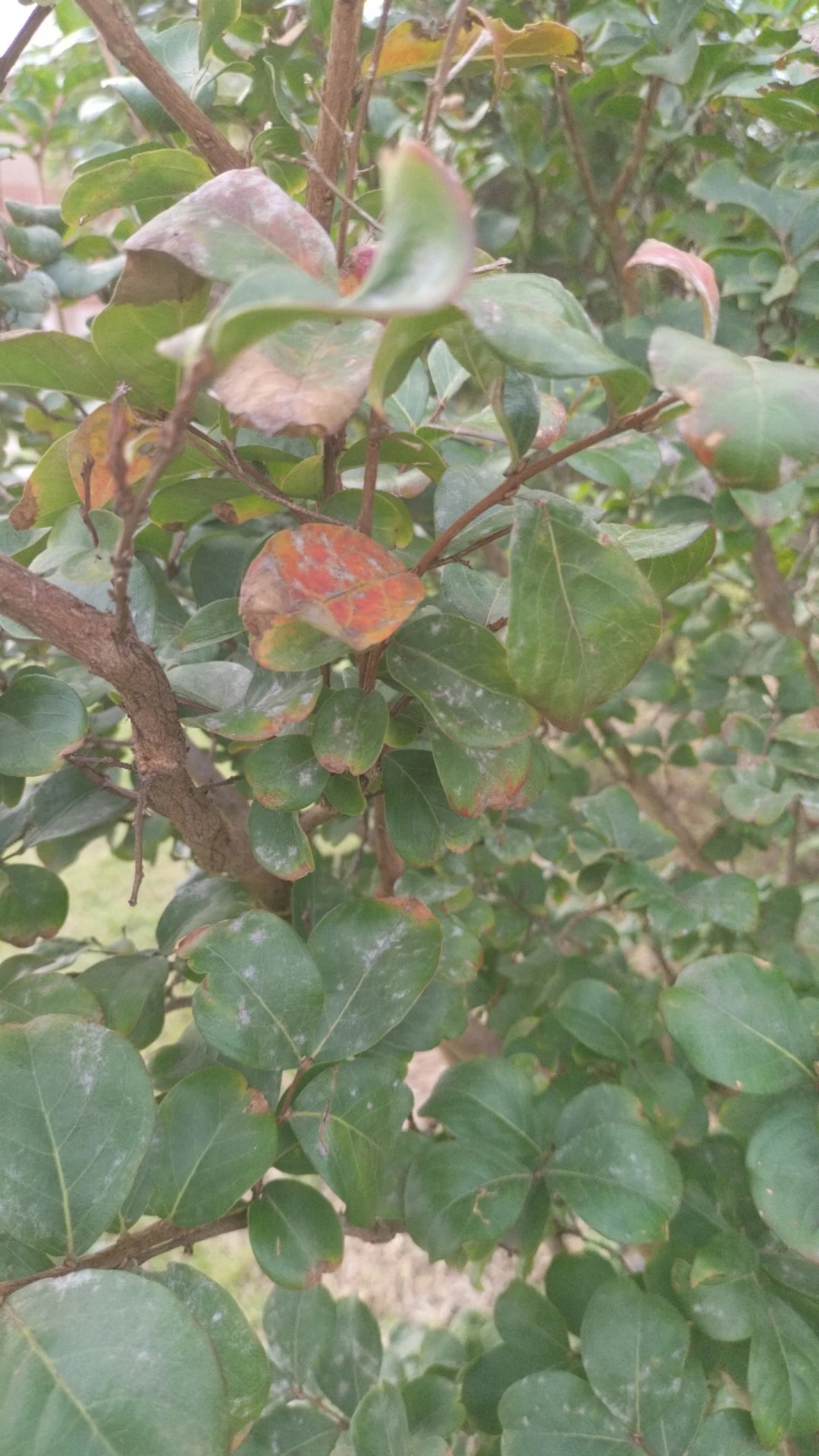 How to Treat Brown blotch Disease on Crepe myrtle?