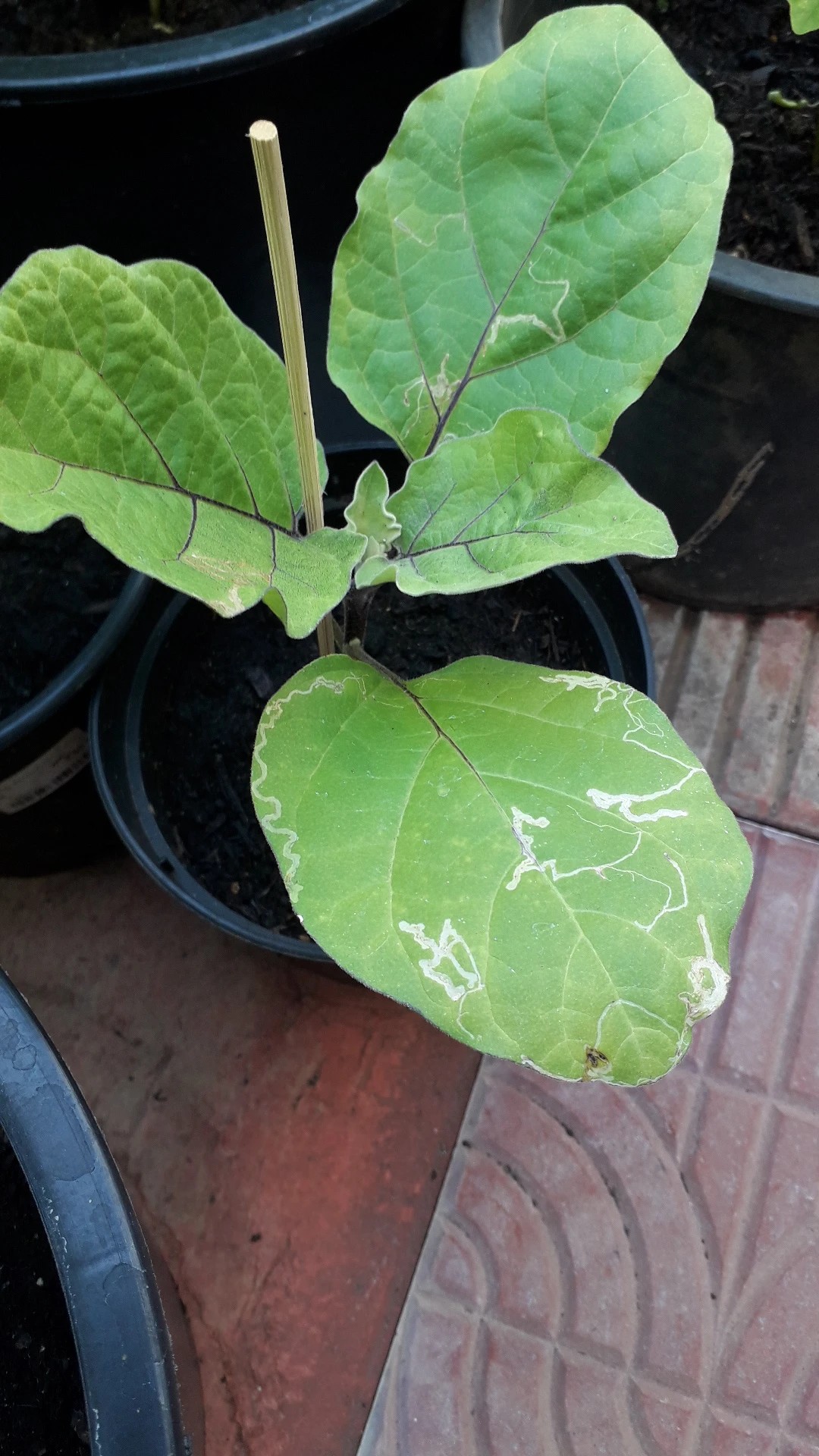 How to Treat Leaf miners Disease on Eggplant?