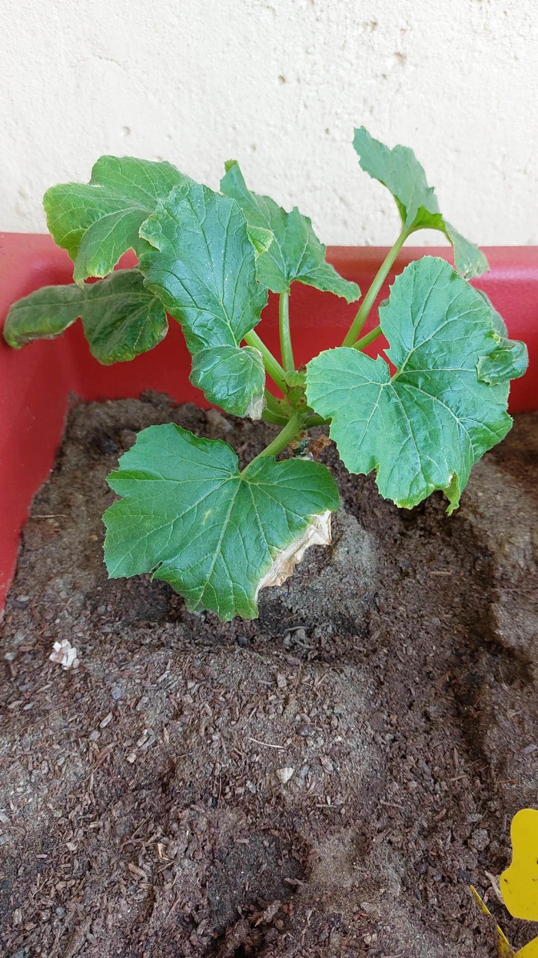 How to Treat Leaf rot Disease on Field pumpkin?