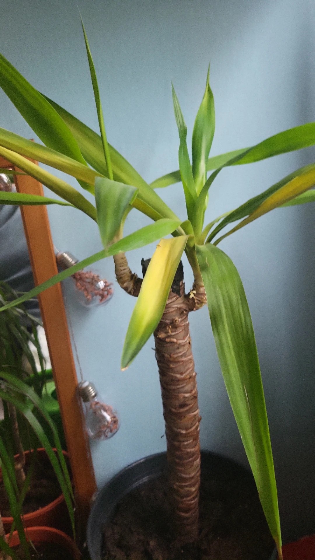 How to Treat Wilting Disease on Spineless yucca?
