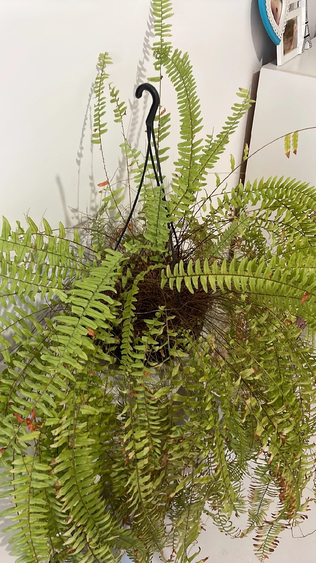 How to Treat Leaf blight Disease on Boston fern?