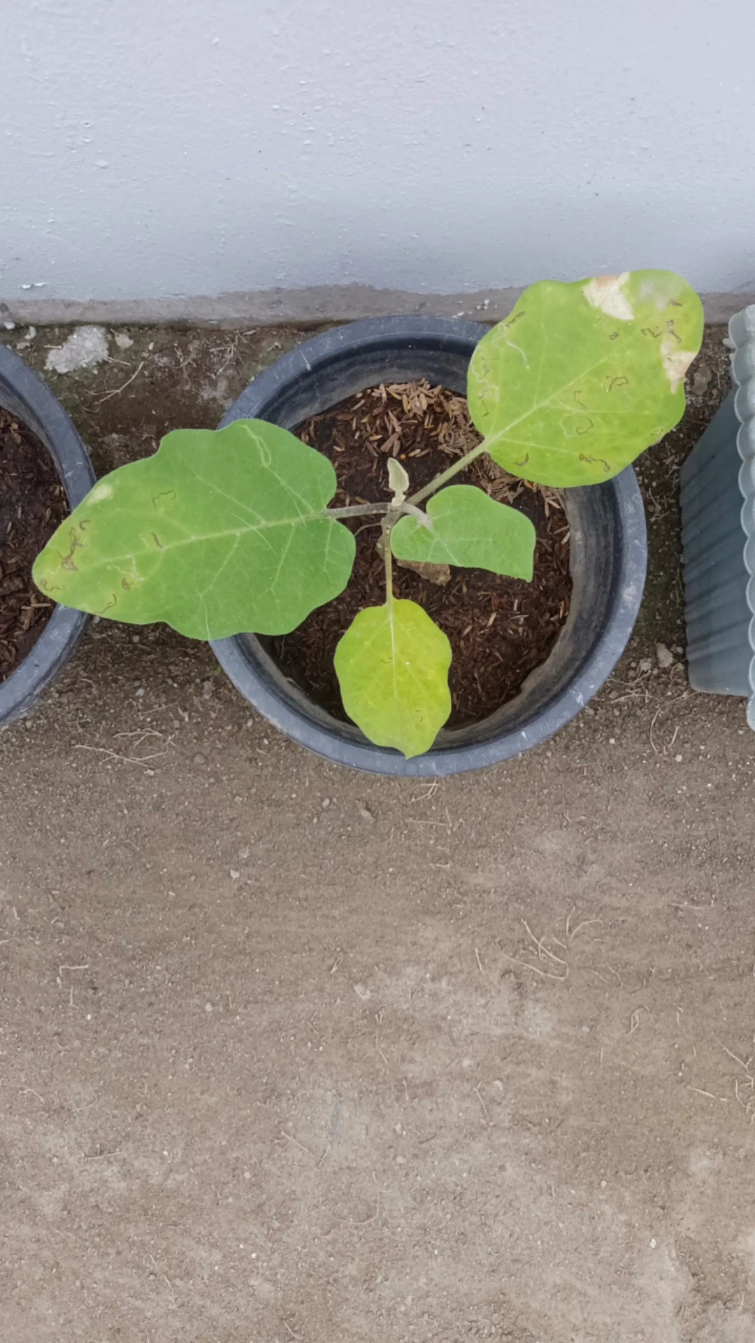 How to Treat Leaf miners Disease on Eggplant?