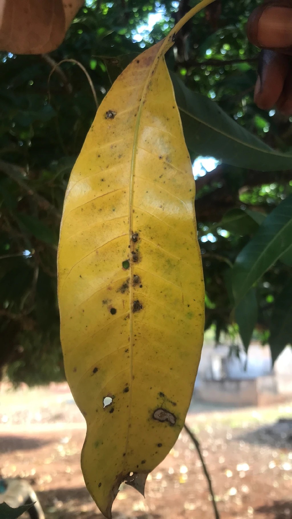 How to Treat Caterpillars Disease on Mango tree?