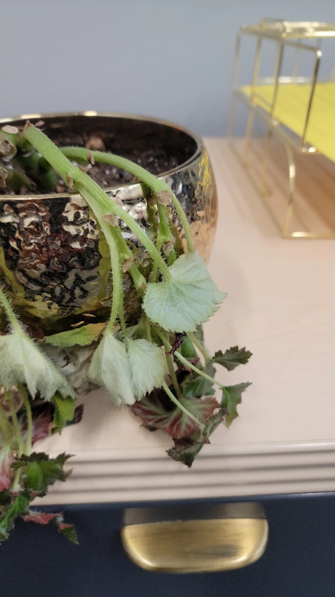 How to Treat Wilting Disease on Painted-leaf begonia?