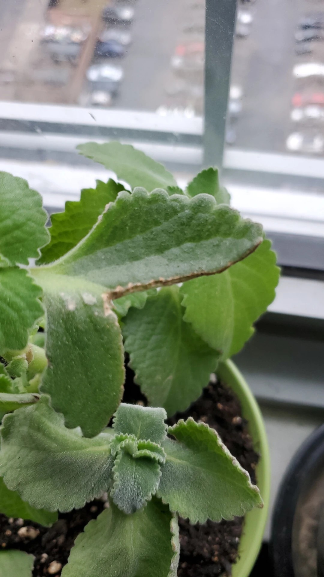 How to Treat Leaf rot Disease on Mexican mint?