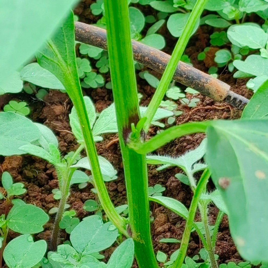 Podredumbre Del Tallo Del Pimiento Verde Enfermedad En La Planta De