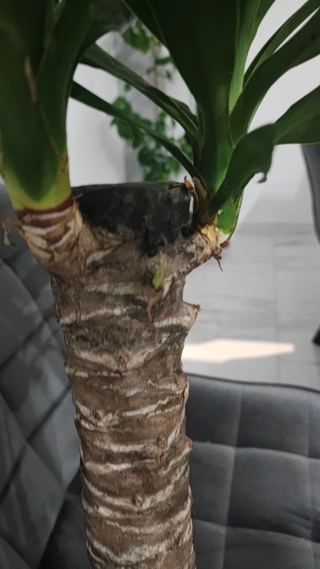 How to Treat Brown blotch Disease on Spineless yucca?