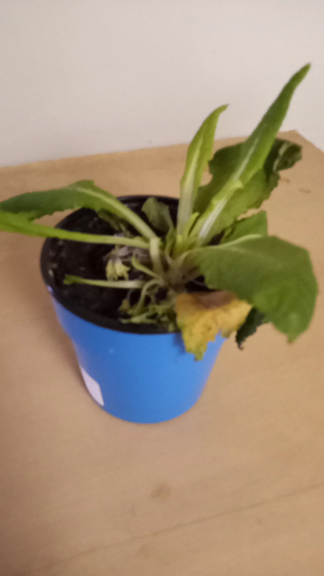 How to Treat Leaf rot Disease on Common primrose?