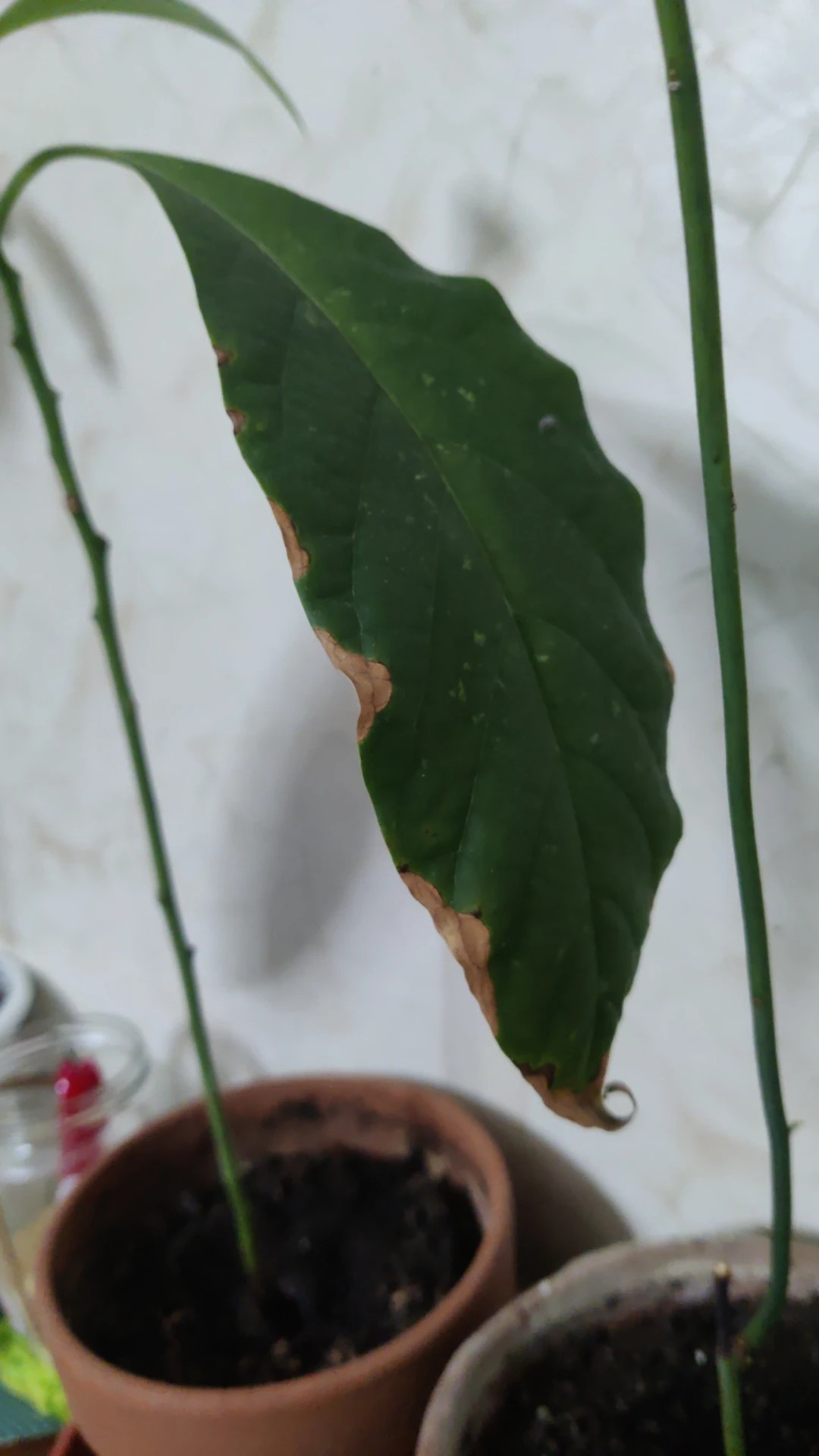 How to Treat Brown blotch Disease on Avocado?