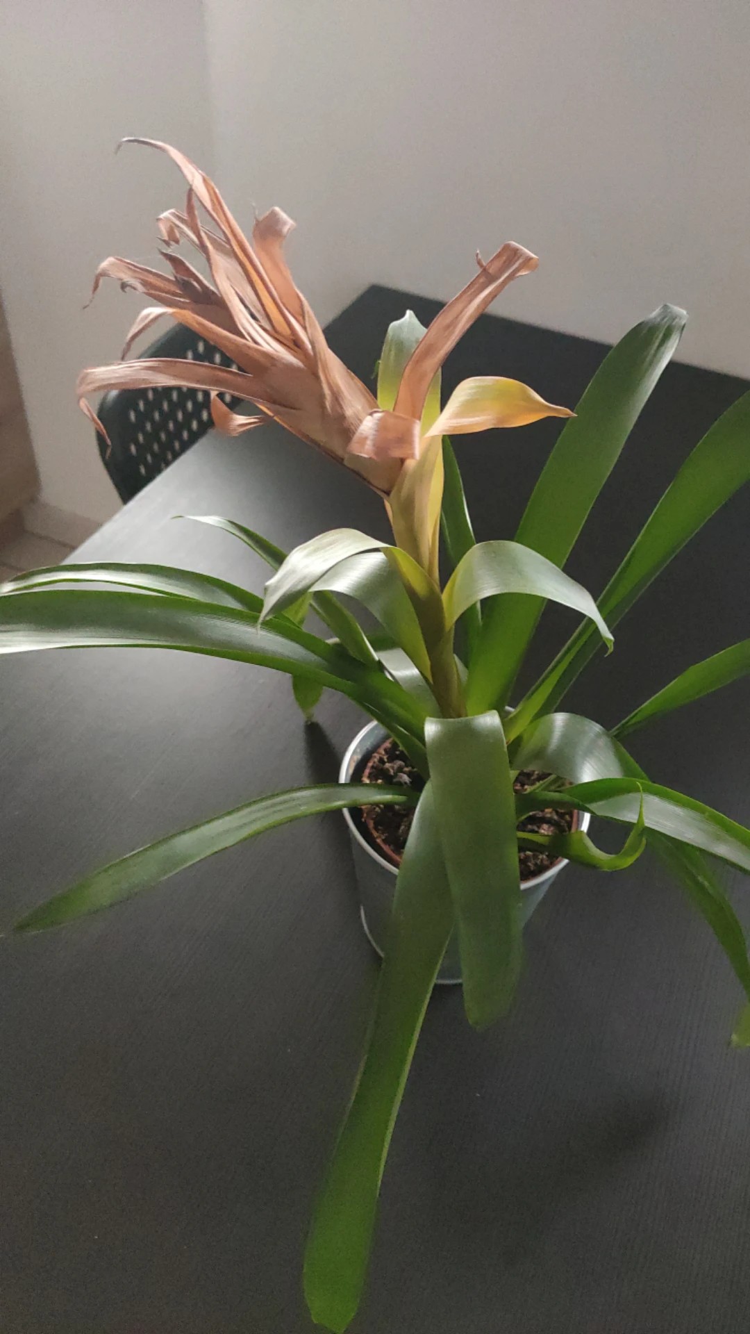 How to Treat Leaf blight Disease on Scarlet-star?