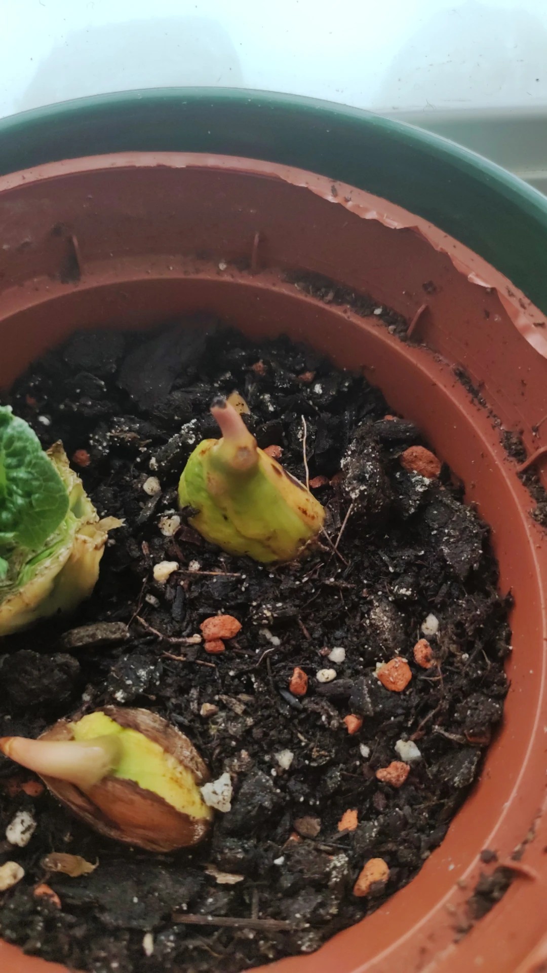 How to Treat Brown blotch Disease on Avocado?