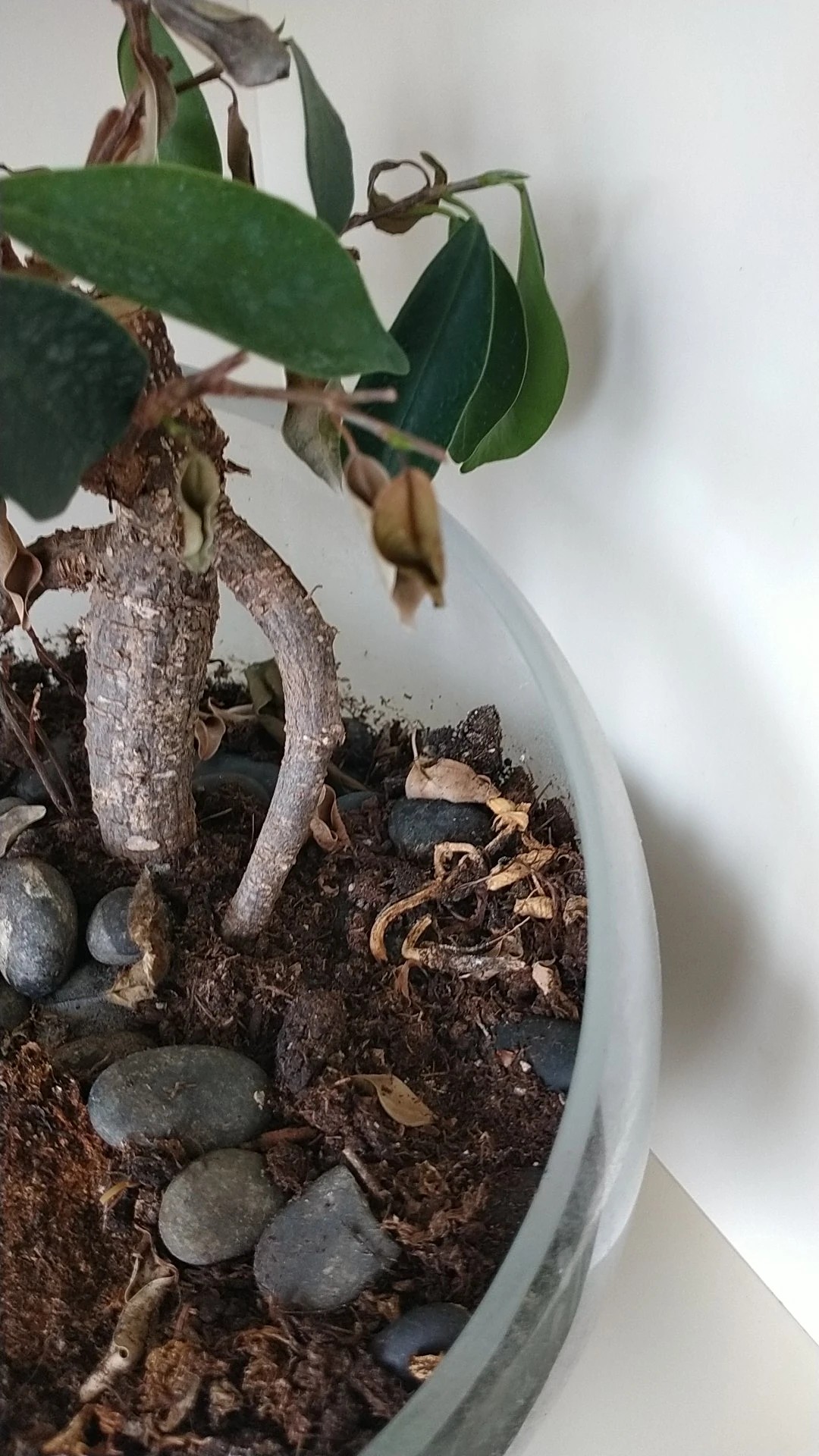 How to Treat Leaf rot Disease on Indian Laurel?