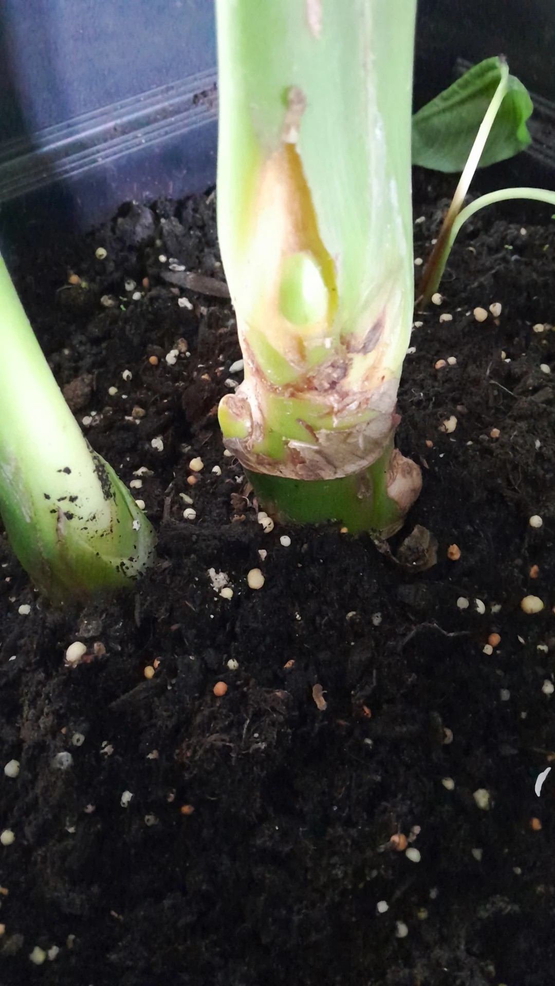 How to Treat Leaf rot Disease on Striped barbados lily?