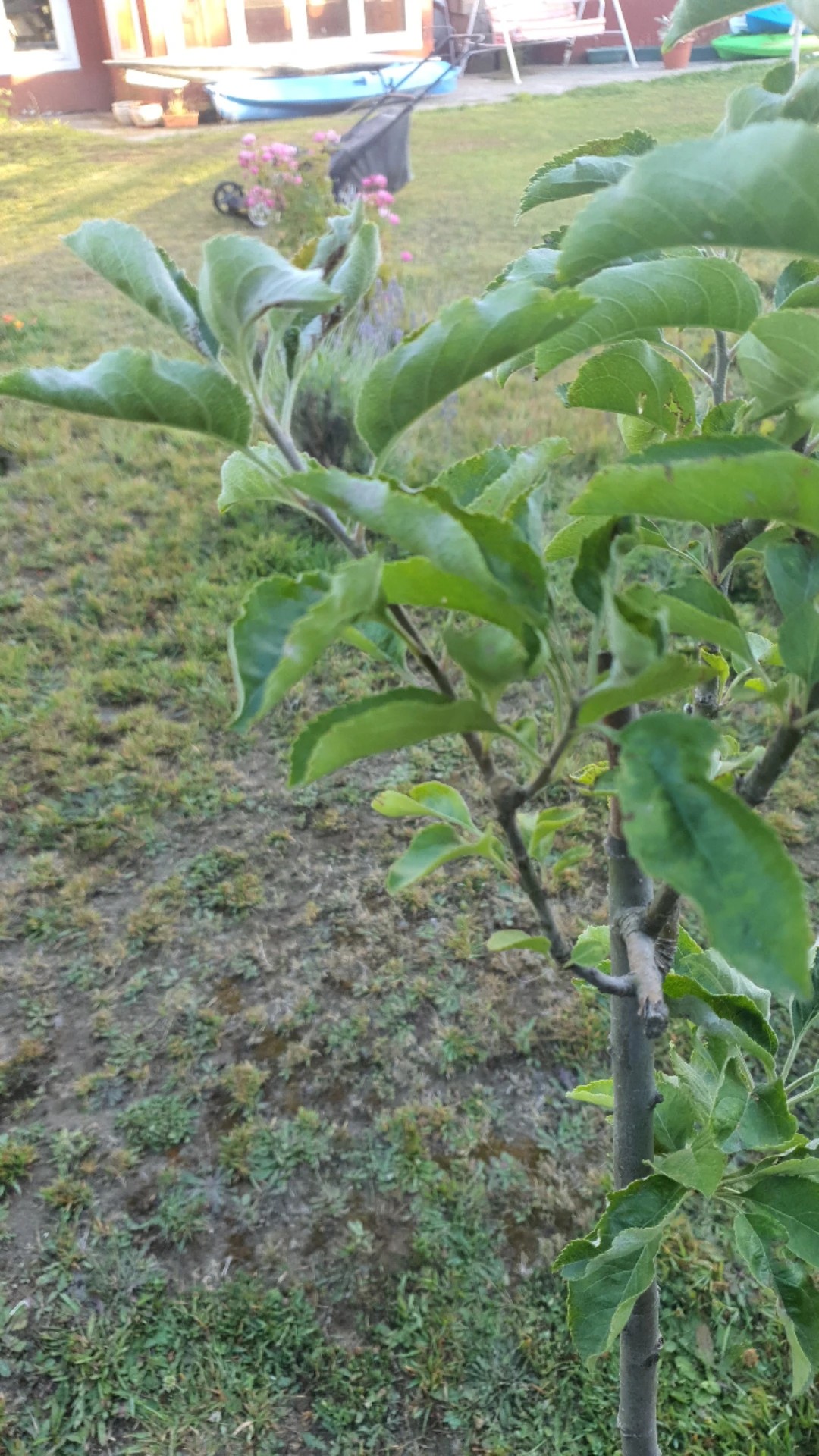 Comment traiter la maladie Oïdium pour Pommier commun