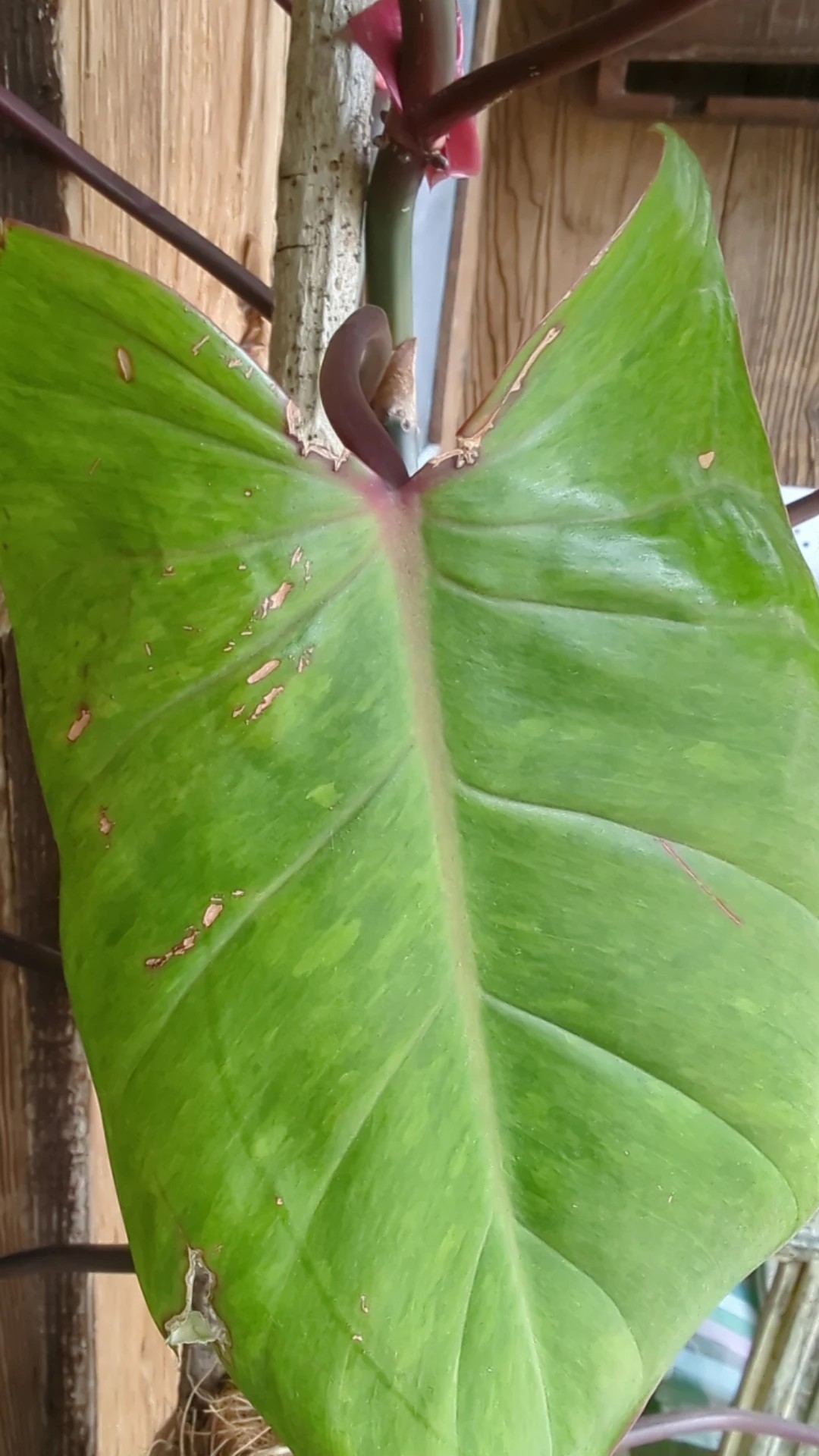 How to Treat Leaf rot Disease on Blushing philodendron?