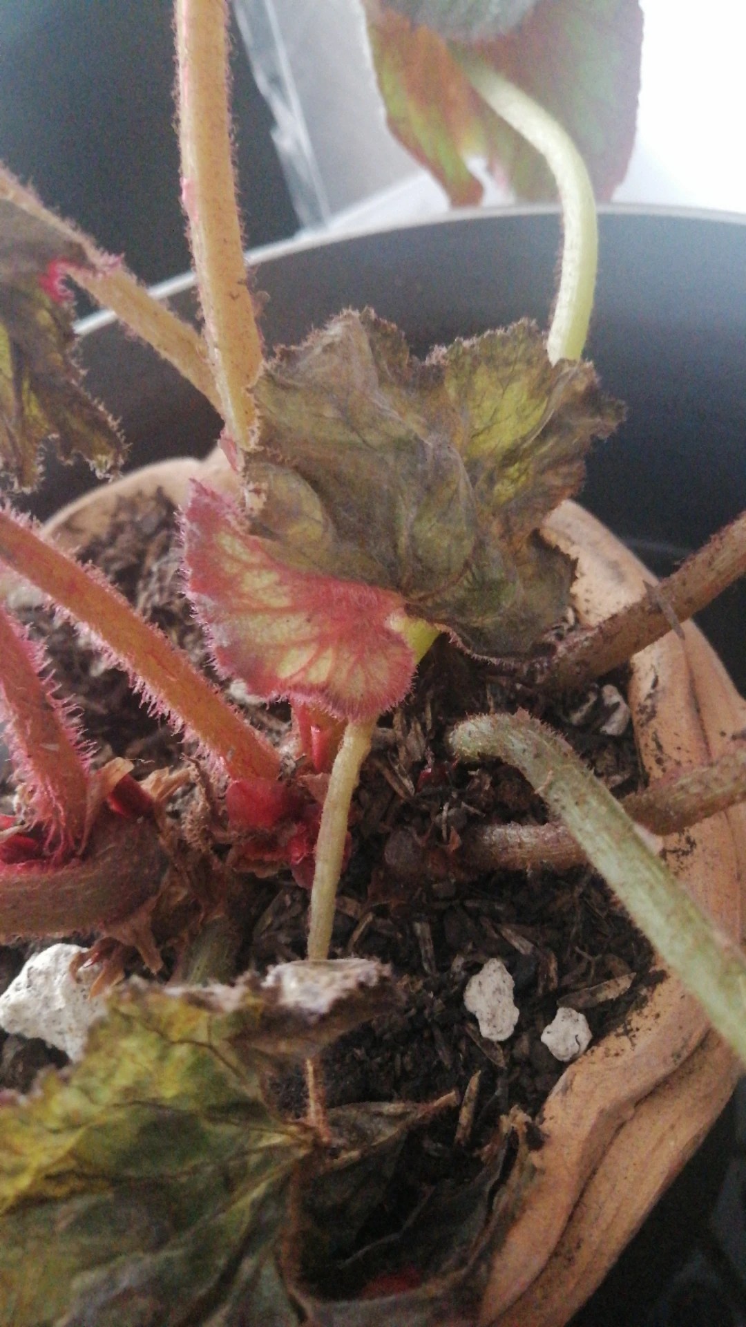 How to Treat Leaf rot Disease on Painted-leaf begonia?