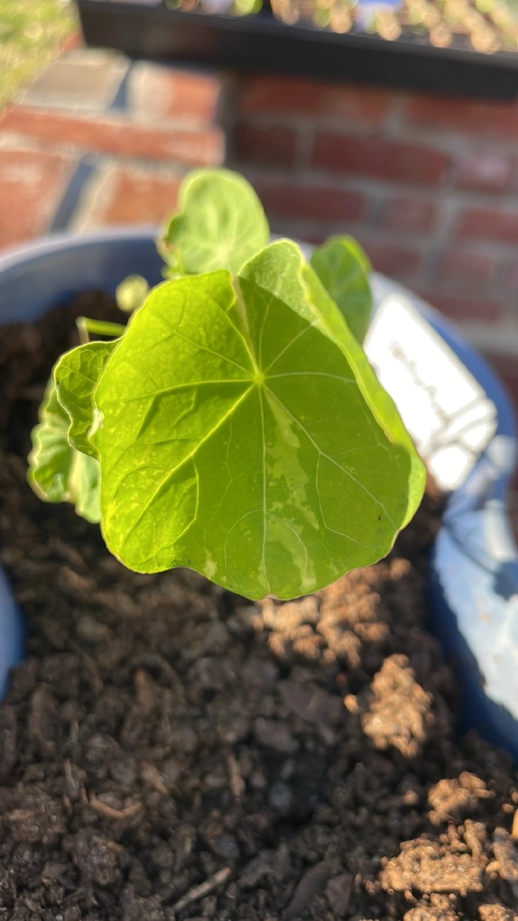 How to Treat Leaf miners Disease on Garden nasturtium?