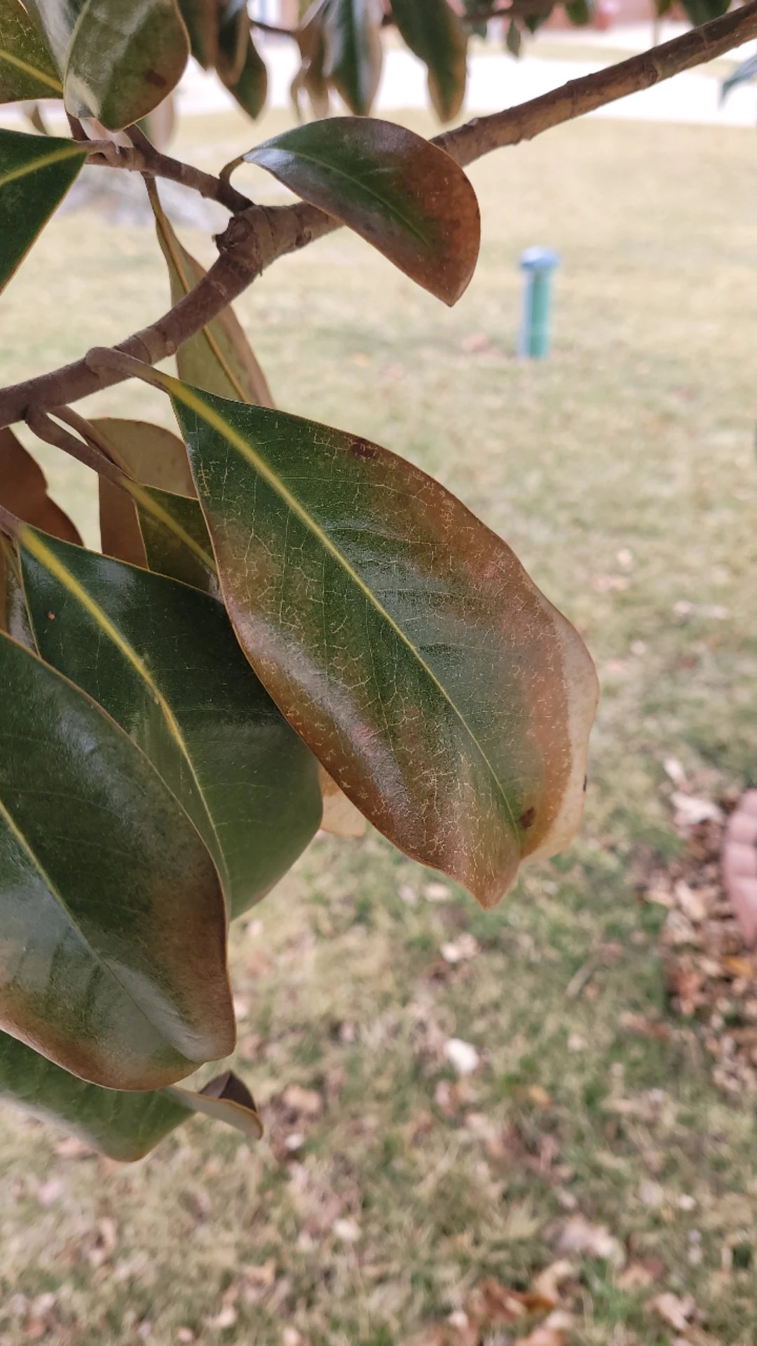 How to Treat Brown blotch Disease on Southern magnolia?