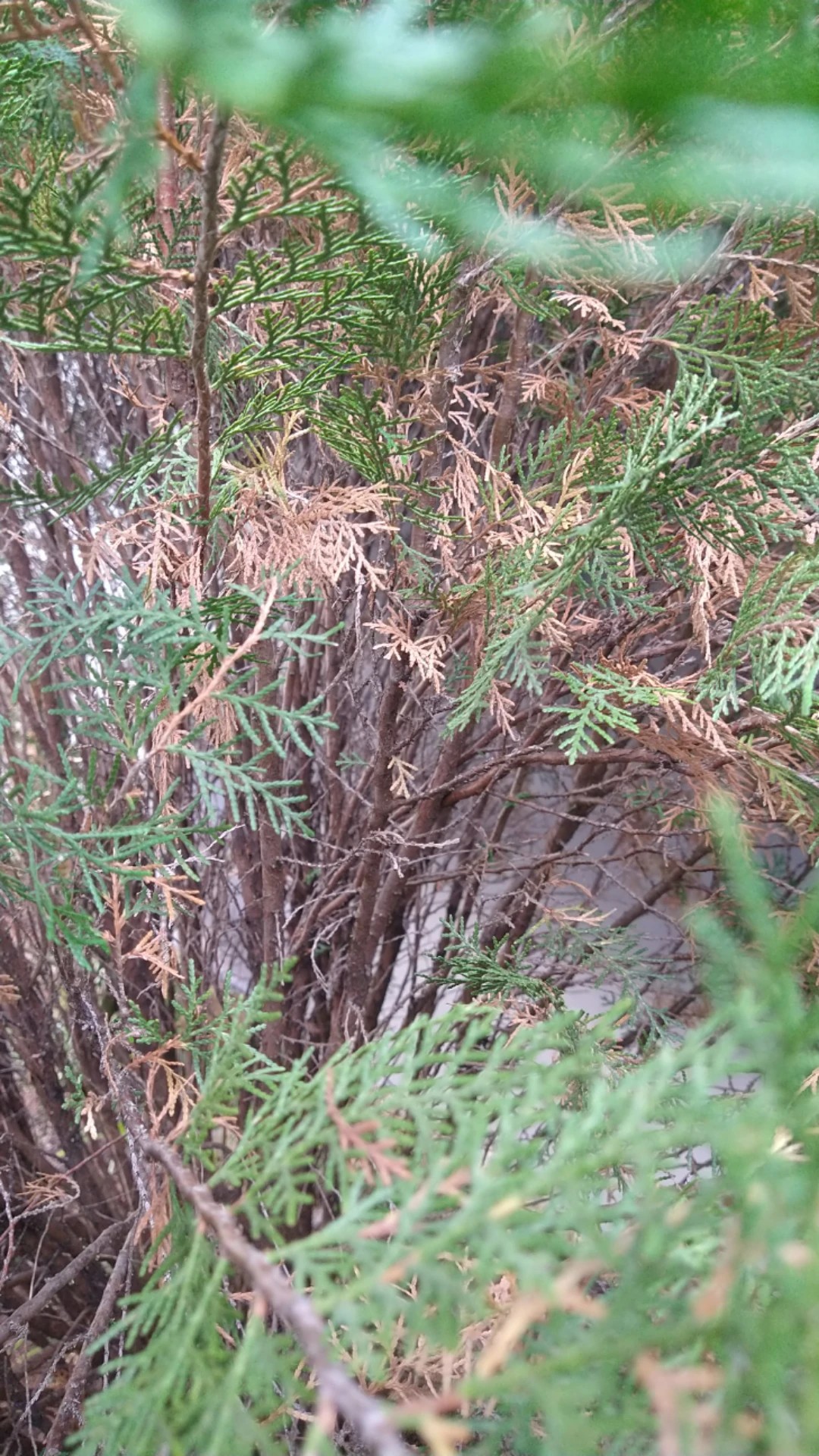 How to Treat Dieback Disease on Oriental arborvitae?