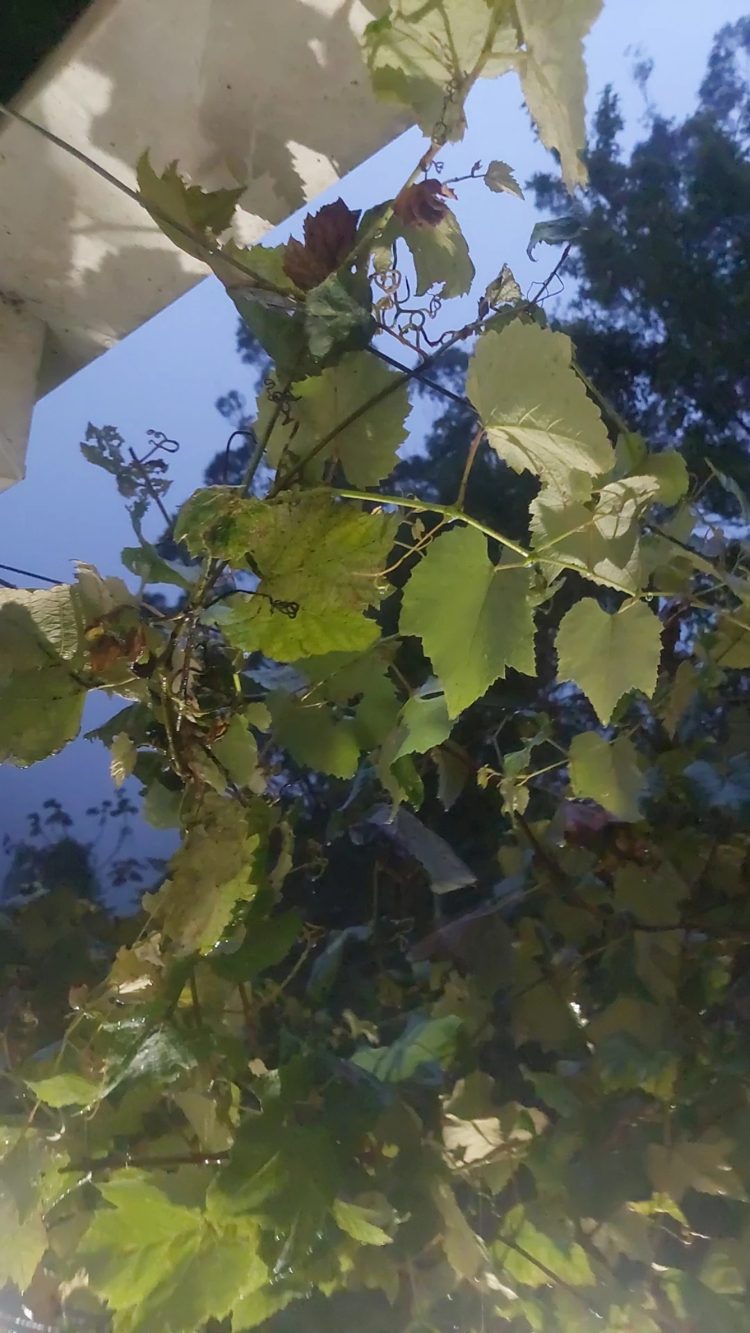 How to Treat Wilting Disease on Wine grape?