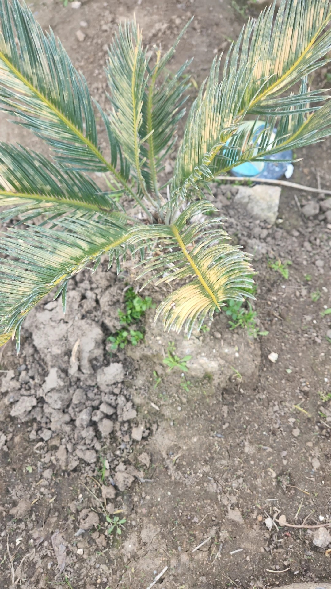How to Treat Leaf blight Disease on Sago palm?