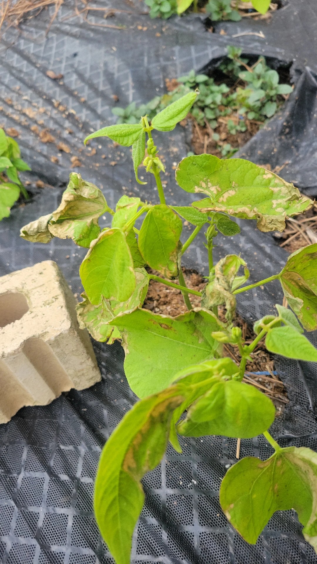How to Treat Leaf rot Disease on Common bean?