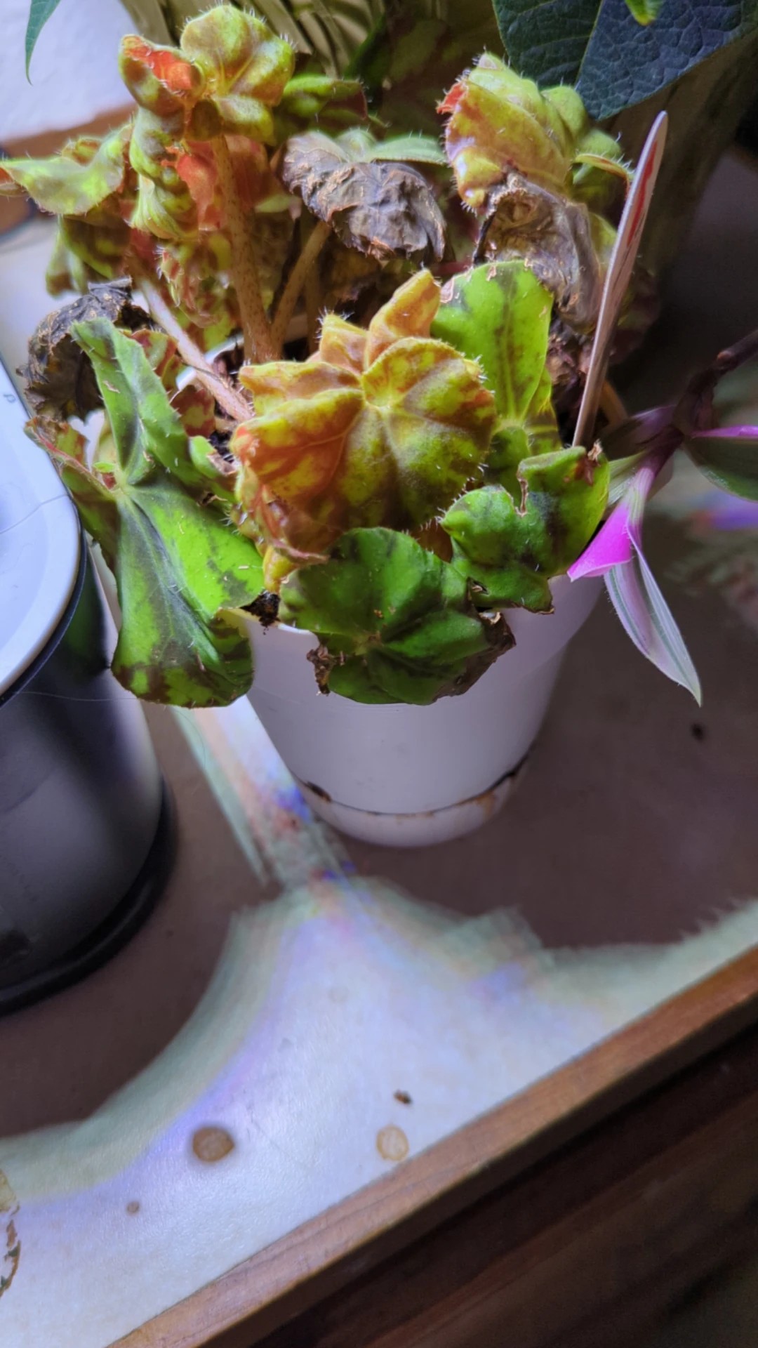 How to Treat Leaf rot Disease on Painted-leaf begonia?